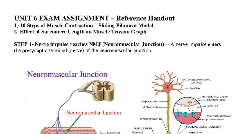 10 Steps Muscle Contraction Color Handout - UNIT 6 EXAM ASSIGNMENT ...