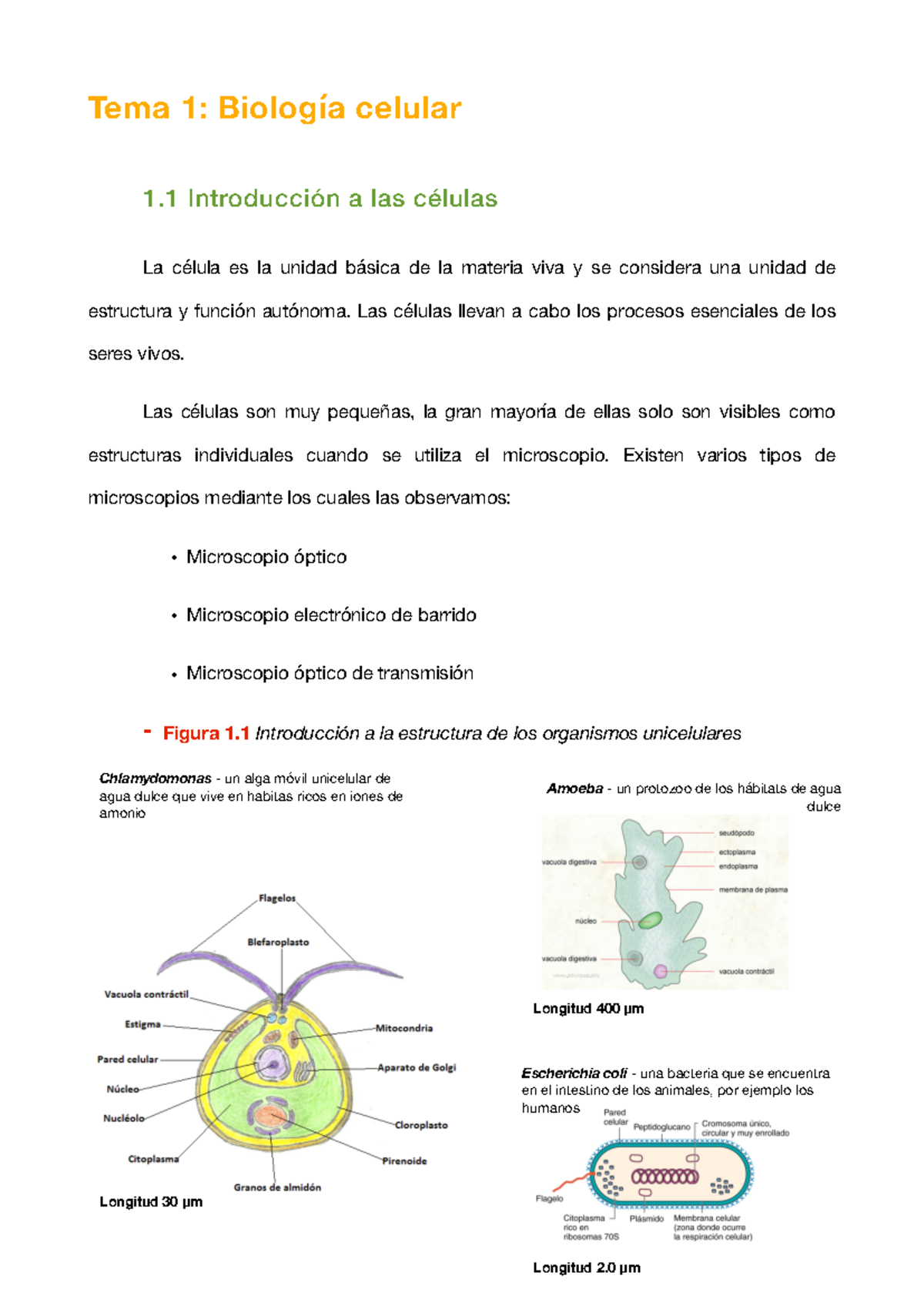 Tema 1 Biología - Las células llevan a cabo los procesos esenciales de ...