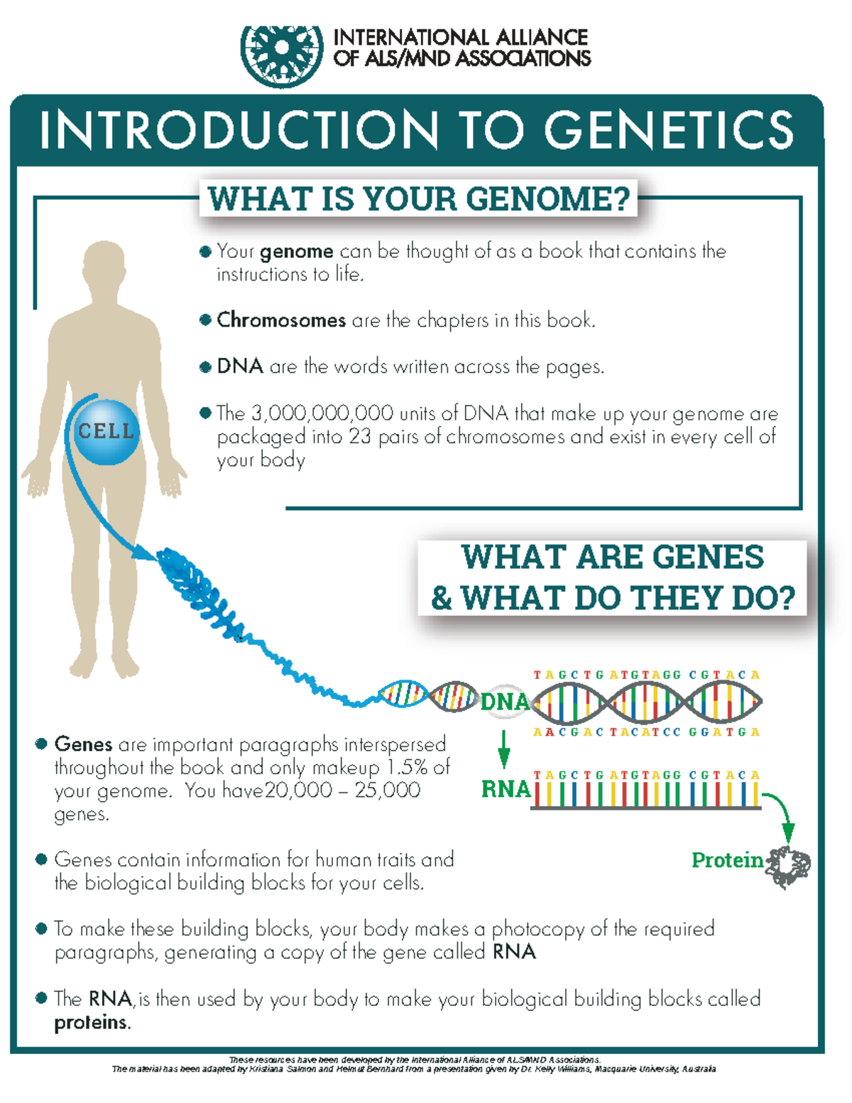 Genetics 101: Understanding Your Genome and Genetic Variation - Studocu