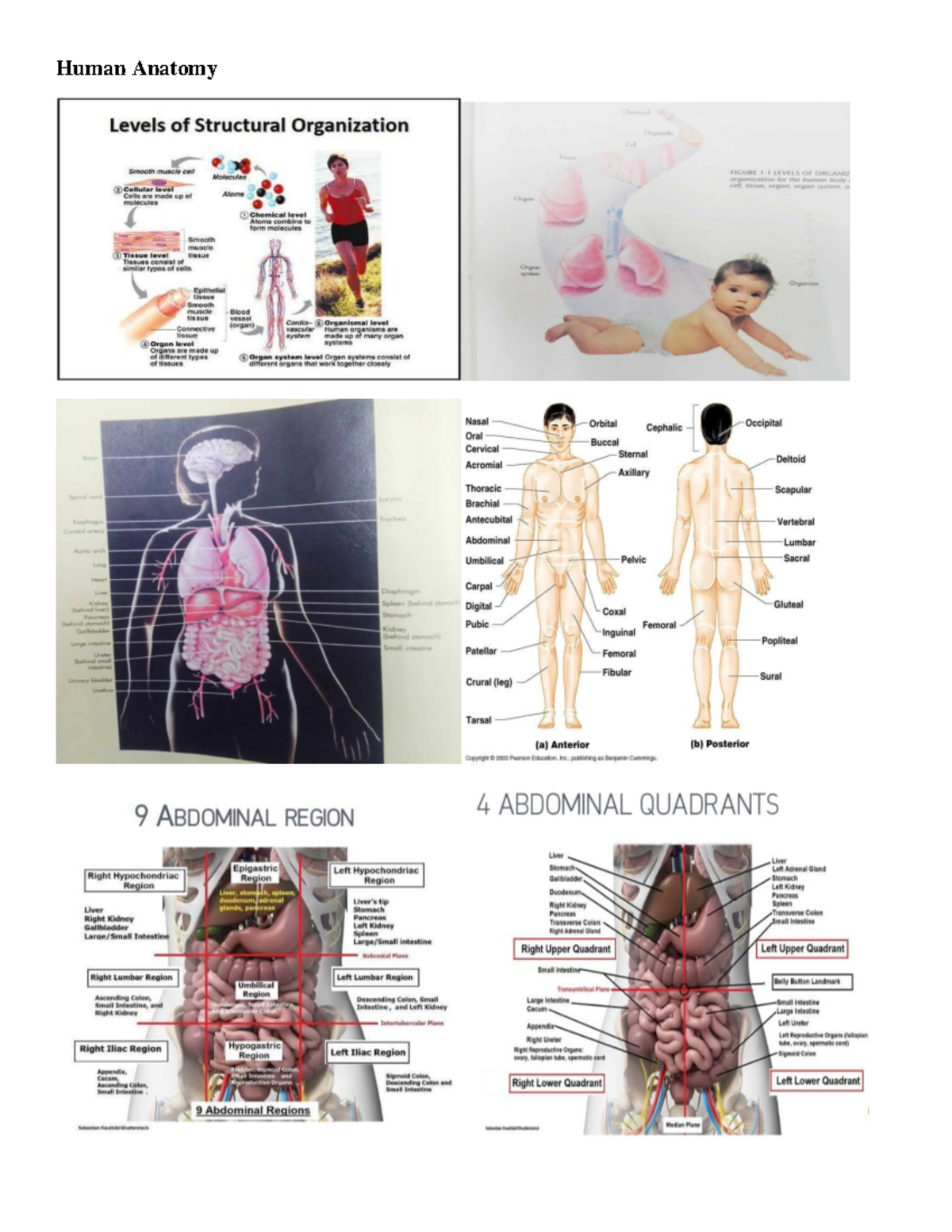 Human-Anatomy-1 - Human Anatomy - Human Anatomy Chemical Levels of ...