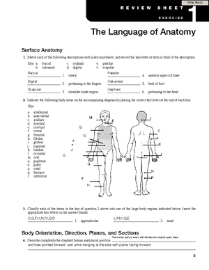Review Sheet 7 - The Integumentary System - 45 Basic Structure of the ...