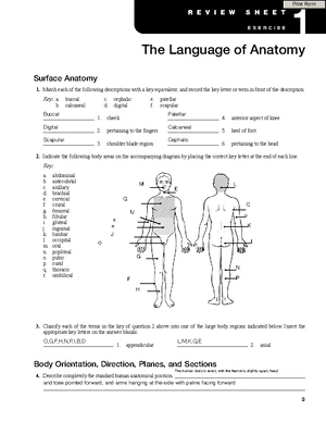 Anatomy of the Respiratory System - Exercise 36 Review Sheet - Studocu