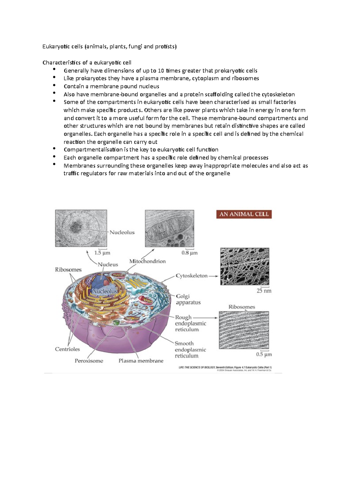 Eukaryotic vs Prokaryotic Cells: Key Characteristics and Differences ...