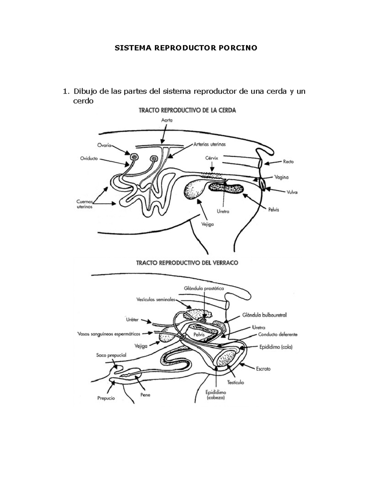 Sistema Reproductor Porcino: Anatomía de Cerda y Cerdo - Studocu