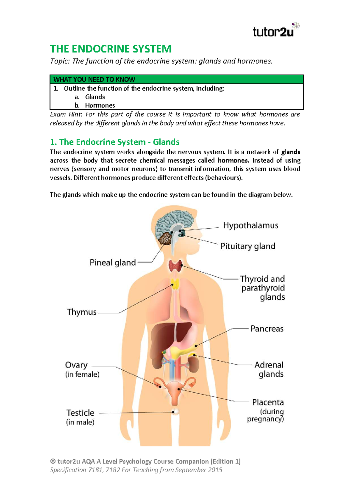 07.3 AQA Psych Course Companion Endocrine system - © tutor2u AQA A ...