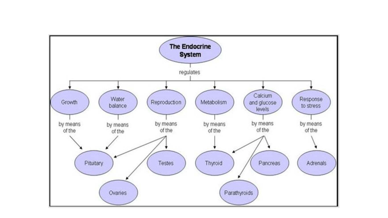 Edocrine system pic - 2000 - The Endocrine System regulates Calcium ...