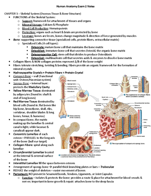 Study Guide Human Anatomy TEST 1 - STUDY GUIDE HUMAN ANATOMY TEST 1 ...