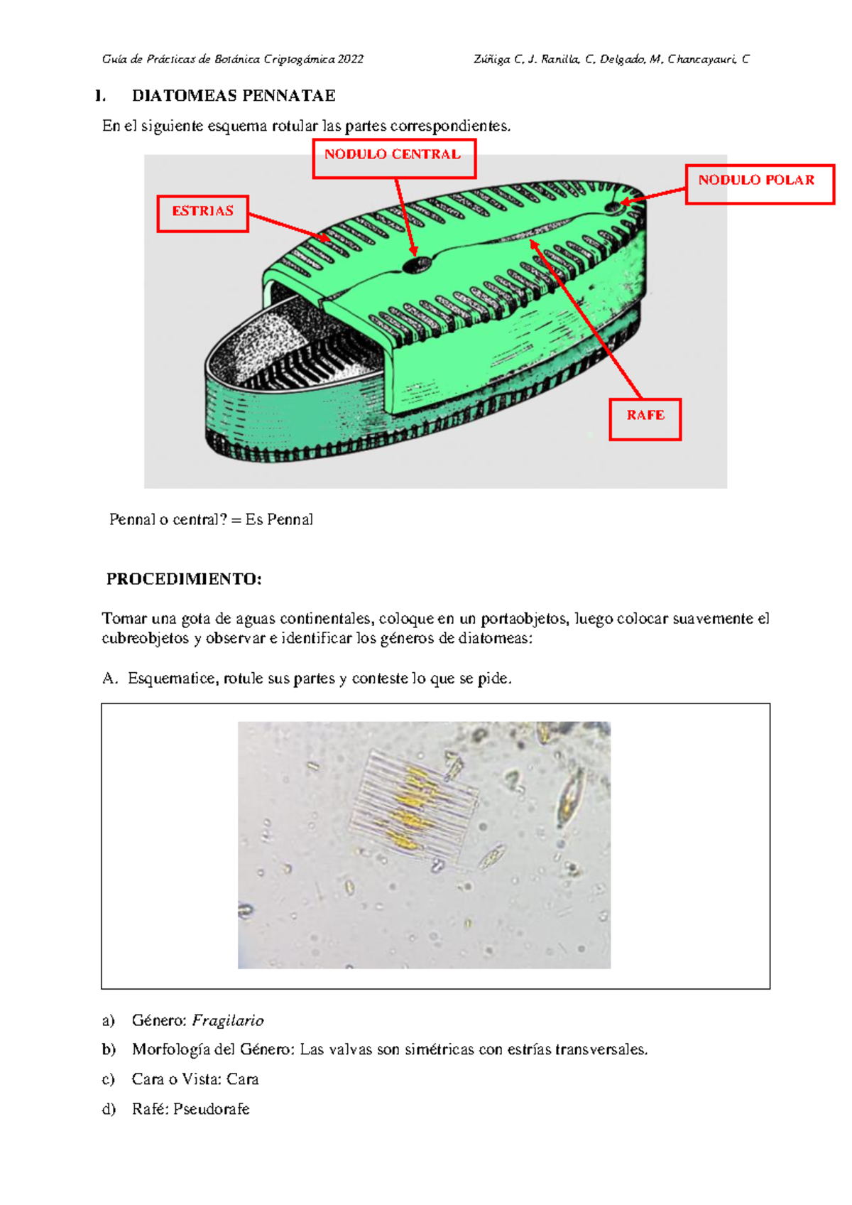Práctica Nº4 Bacillariophyta - I. DIATOMEAS PENNATAE En el siguiente ...