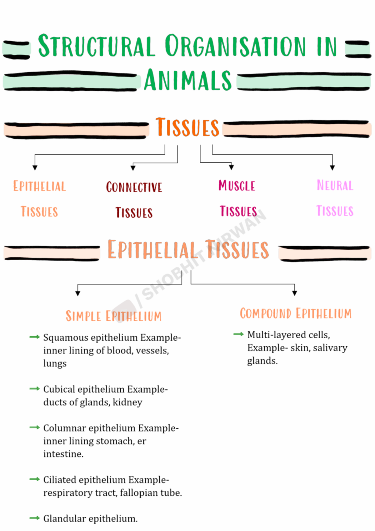 Structural Organisation in Animals: Frog Digestive & Reproductive ...