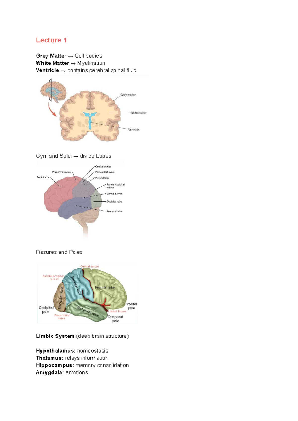 Neuropsychology Lecture Notes: Brain Structure, Function, and Disorders ...