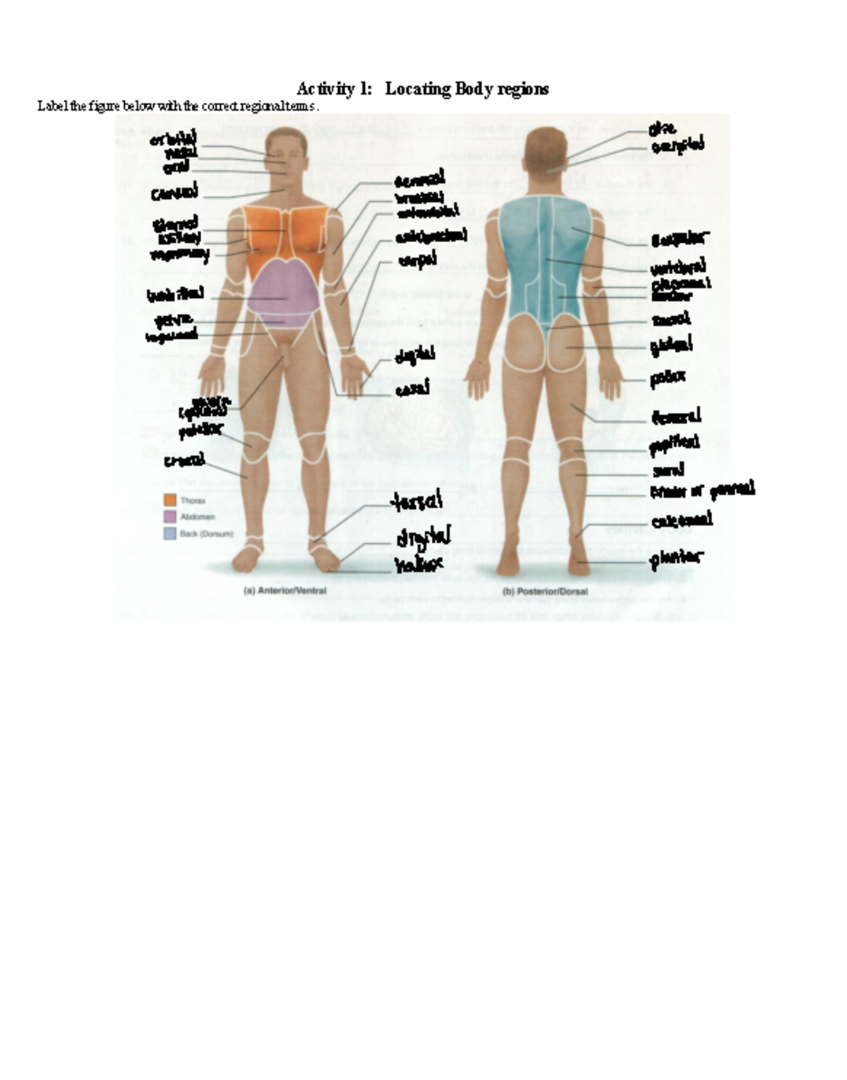 Body regions handout - Activity 1: Locating Body regions Label the figure below with the correct ...