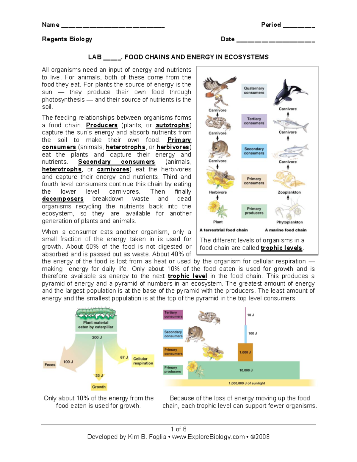 Regents Biology Lab: Food Chains & Energy Dynamics in Ecosystems - Studocu