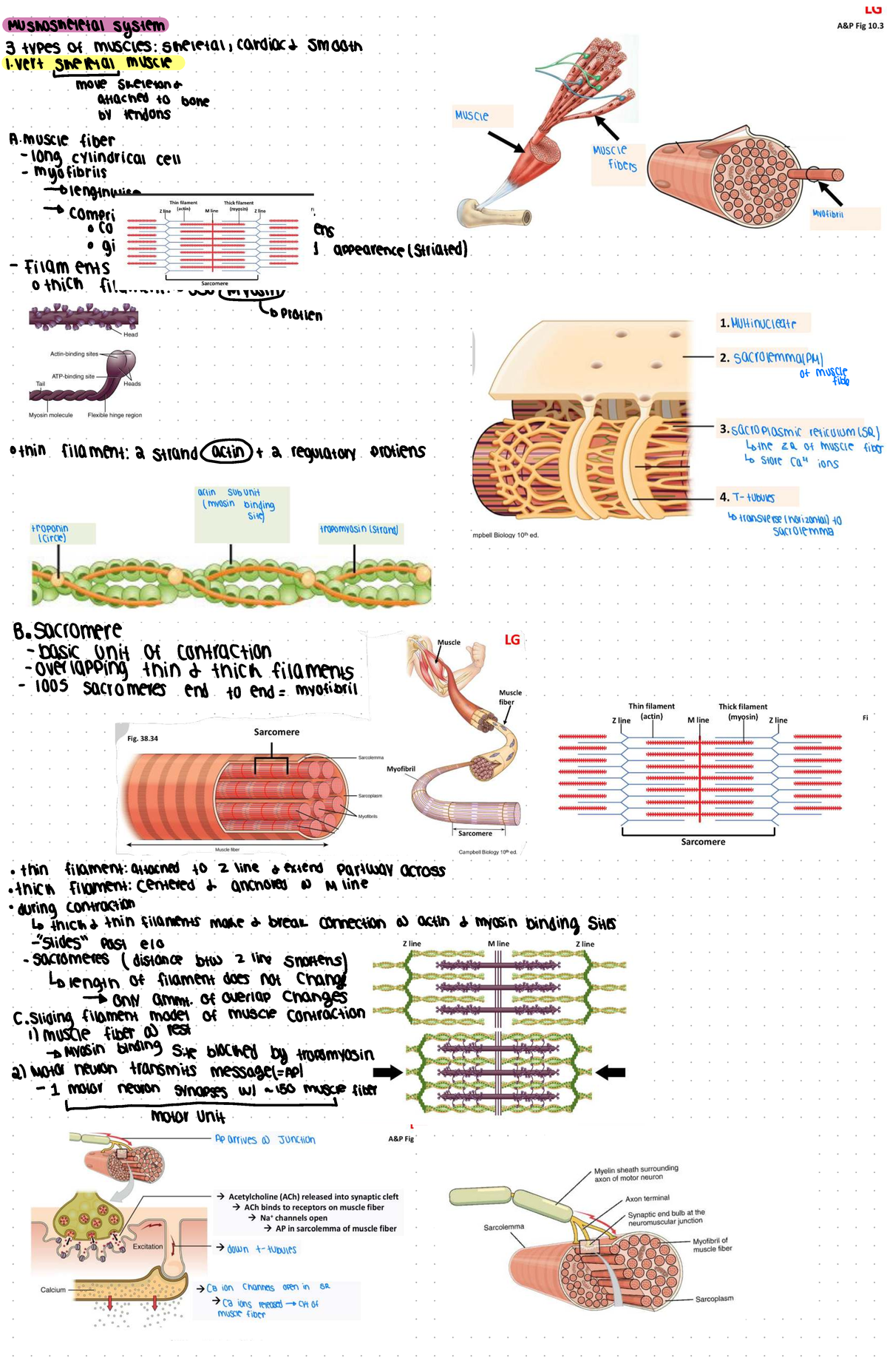 19+LG+Musculoskeletal+System: Types of Muscles Explained - Studocu