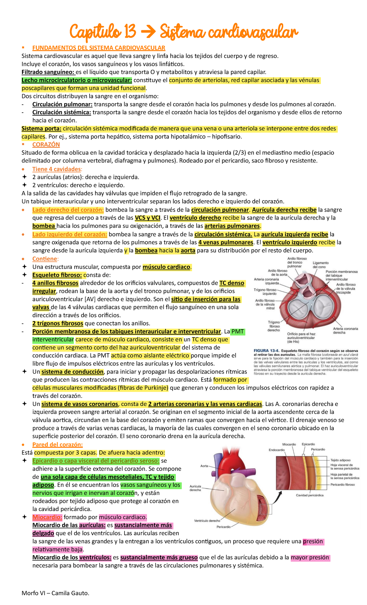 FUNDAMENTOS DEL SISTEMA CARDIOVASCULAR - MORFO VI Camila Gauto - Studocu