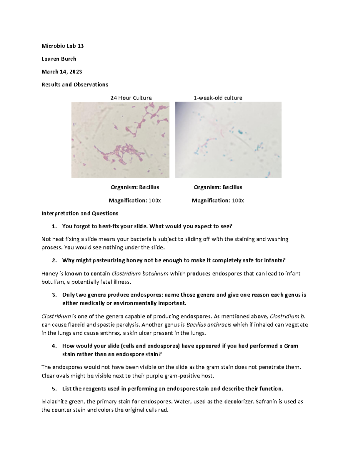 Lab Report 13 Endospore Stain - Microbio Lab 13 Lauren Burch March 14 ...