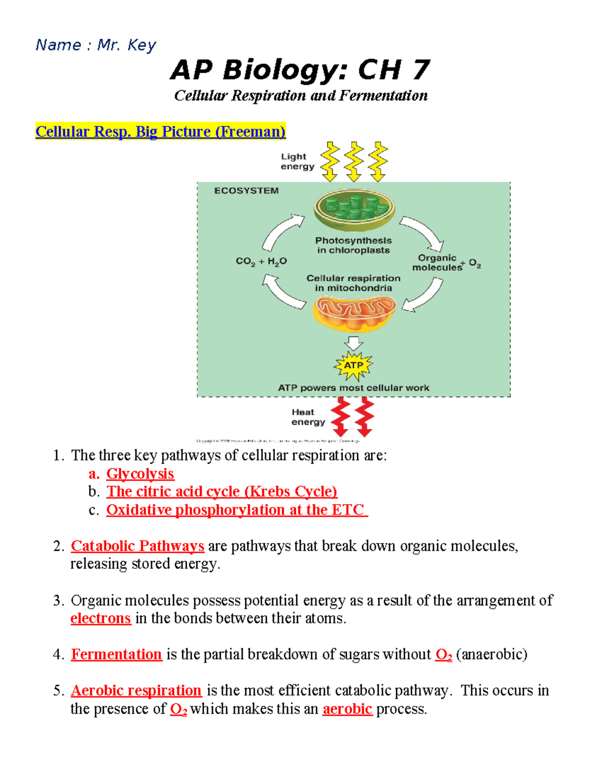 Ch. 07 AP Biology: Cellular Respiration & Fermentation Study Guide ...