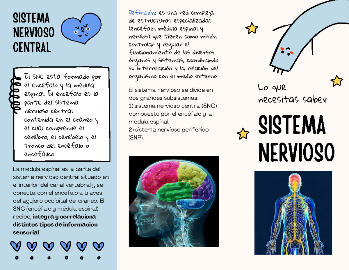 SISTEMA NERVIOSO CENTRAL: Estructura y Funciones del SNC - Studocu