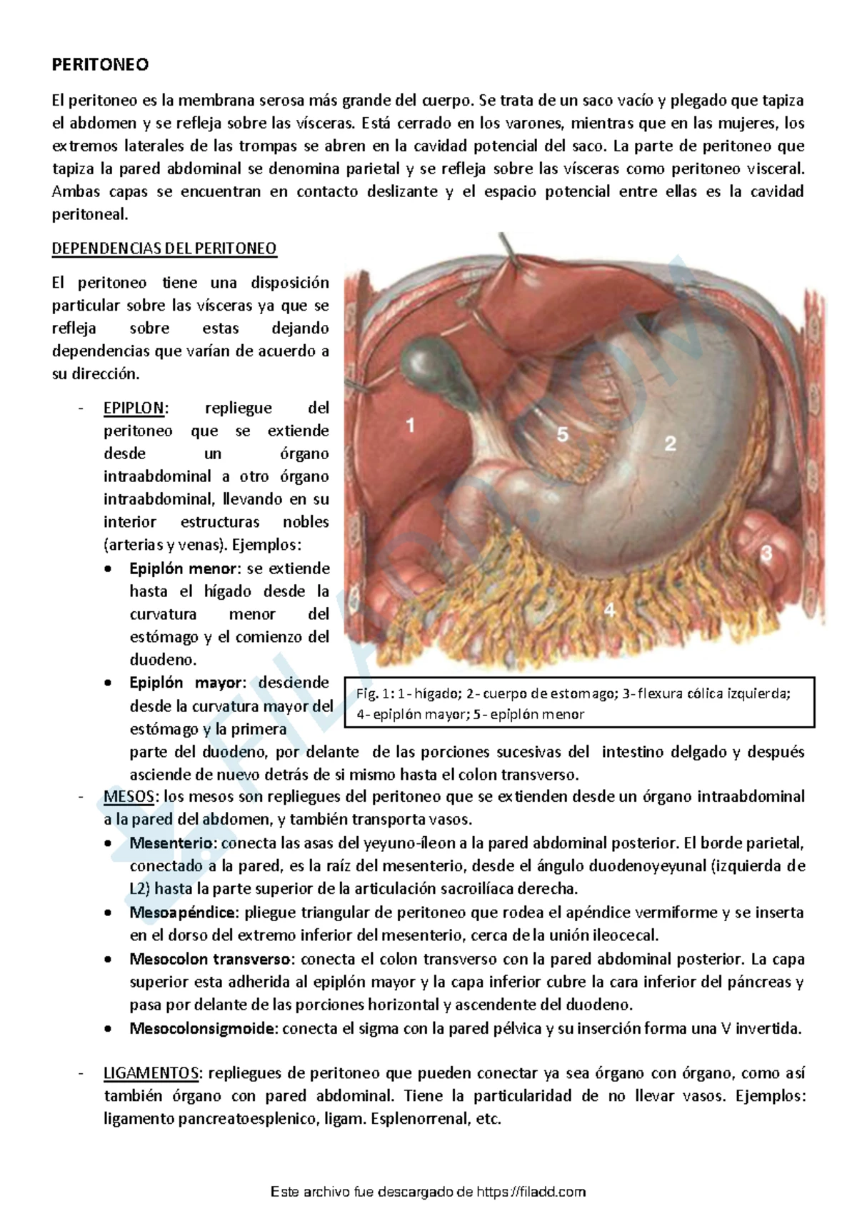 Inervación Motora y Sensitiva de la Mano - Anatomía y Reglas ...