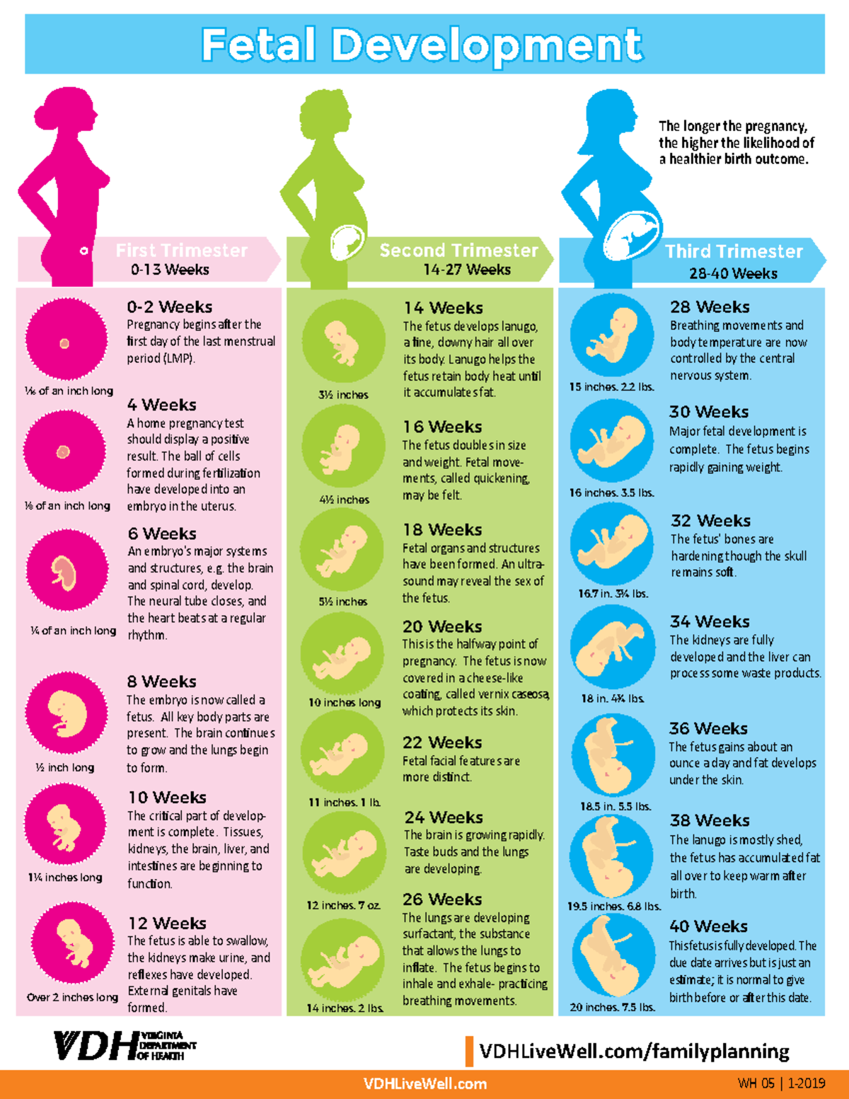 Fetal Development Chart: Key Milestones from Weeks 0 to 40 - Studocu