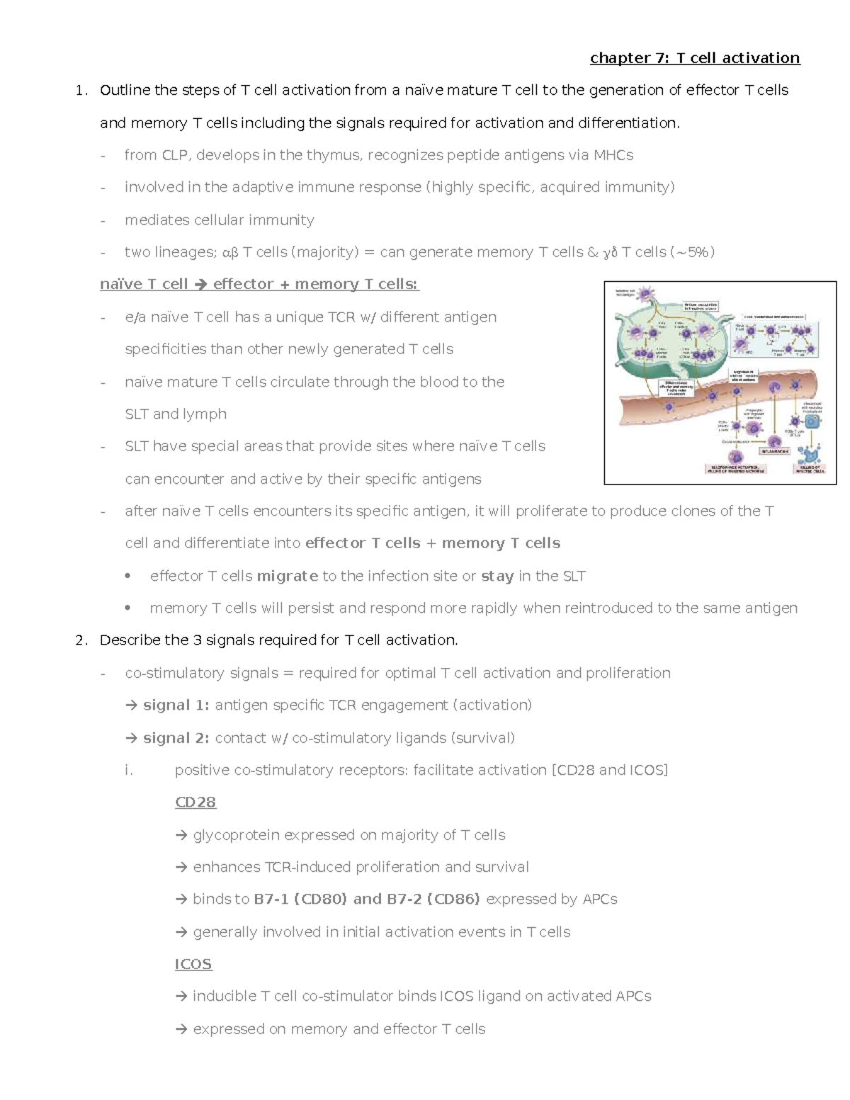Immunology Exam 2 Learning Objectives: T Cell Activation & Antibody ...
