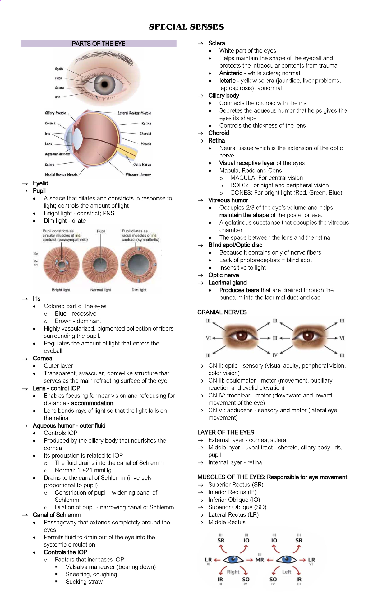 SPECIAL SENSES: EYE ANATOMY & DISORDERS (NURS 101) - Studocu
