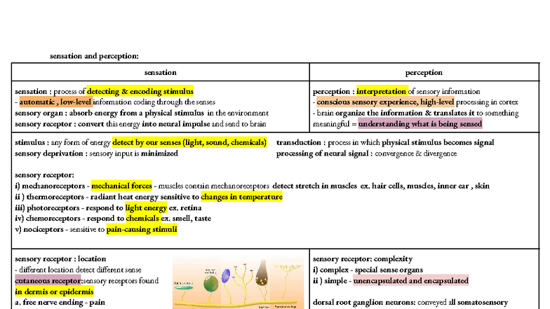 Sensation and Perception Notes (PSY 101) - Studocu