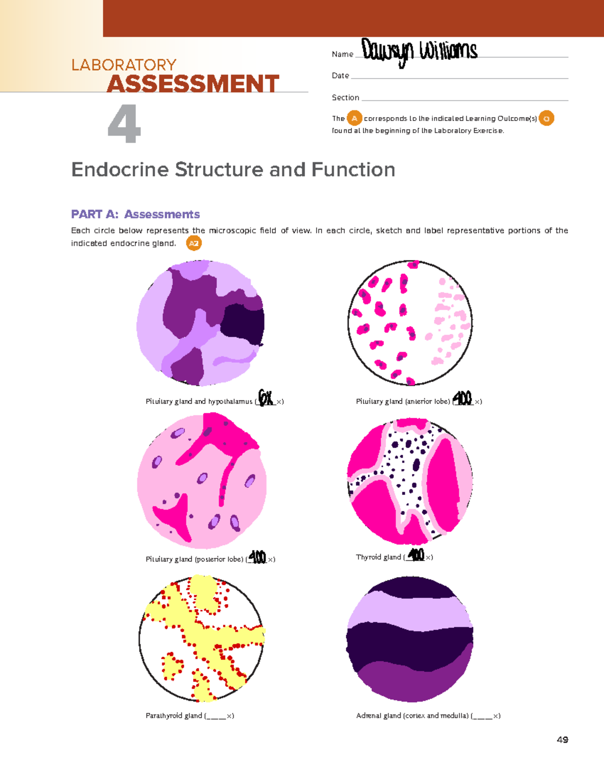 A&P Lab 4 - Endocrine Structure & Function Assessment Report - Studocu