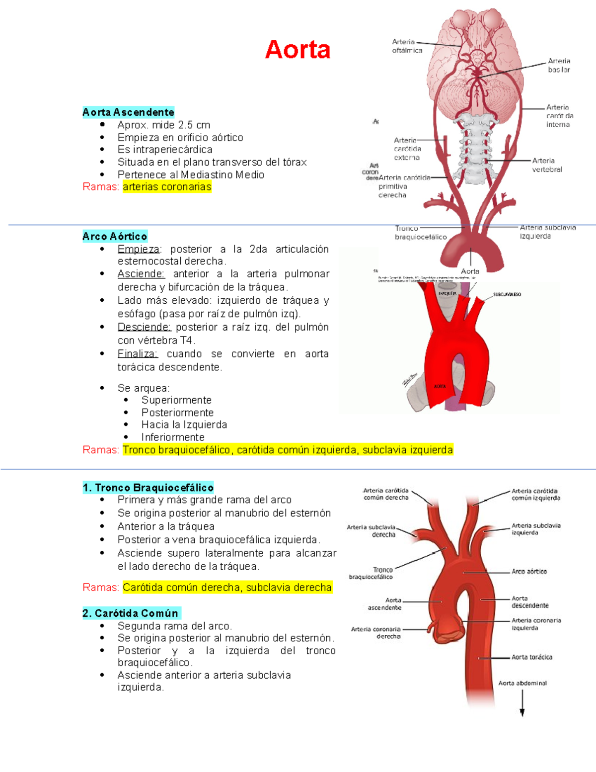 Resumen Anatómico de la Aorta y sus Ramas en Contexto Clínico - Studocu