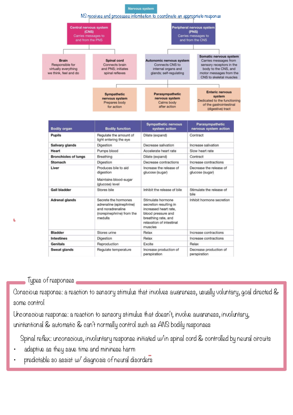[VCE Psychology] Nervous System & Memory Mechanisms Notes - Studocu
