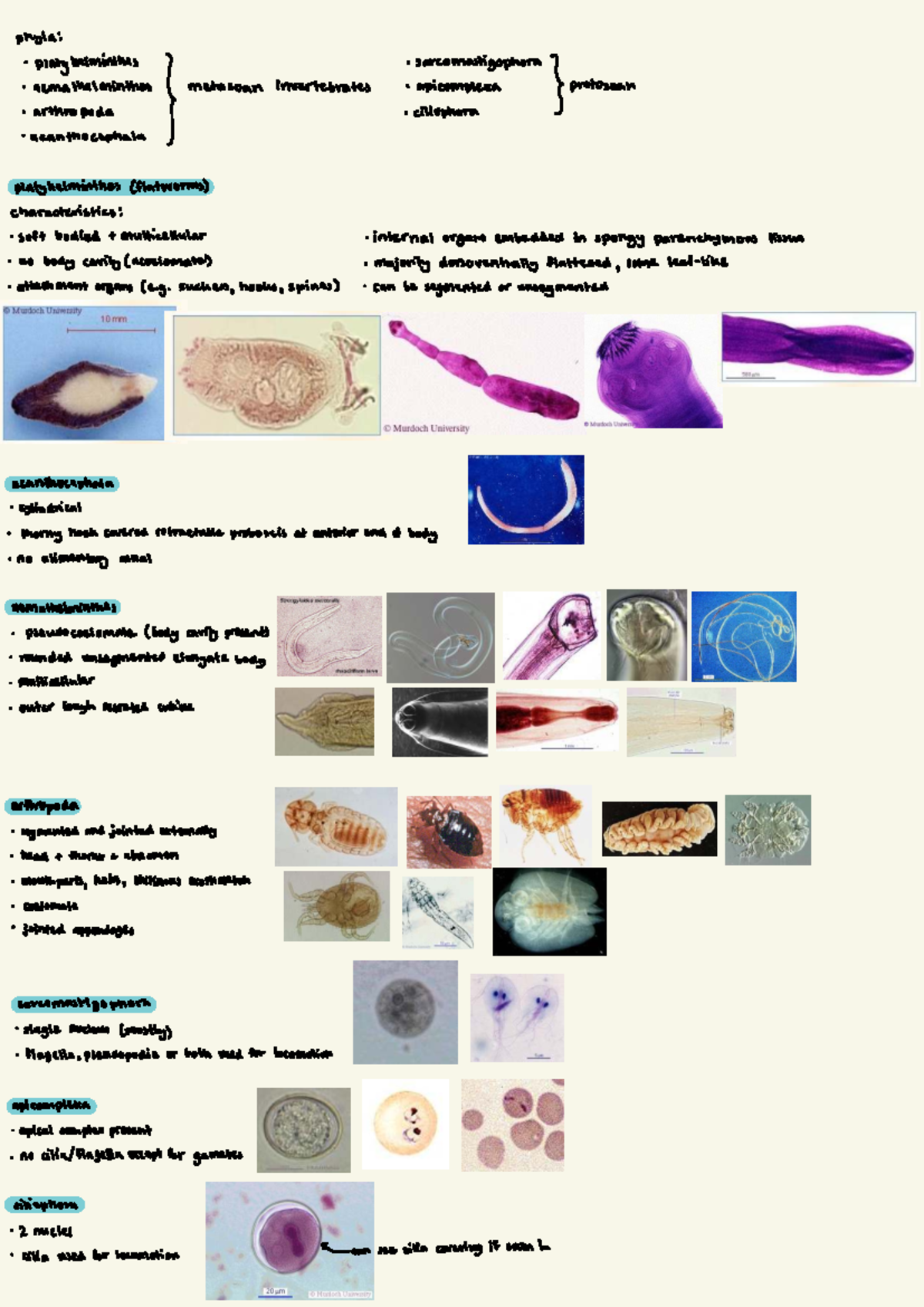 Parasitic Phyla Notes: Platyhelminthes, Nemathelminthes, and More - Studocu