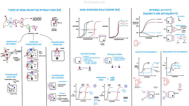 Pharmacodynamics (PD): Drug-Receptor Interactions & Dose-Response ...