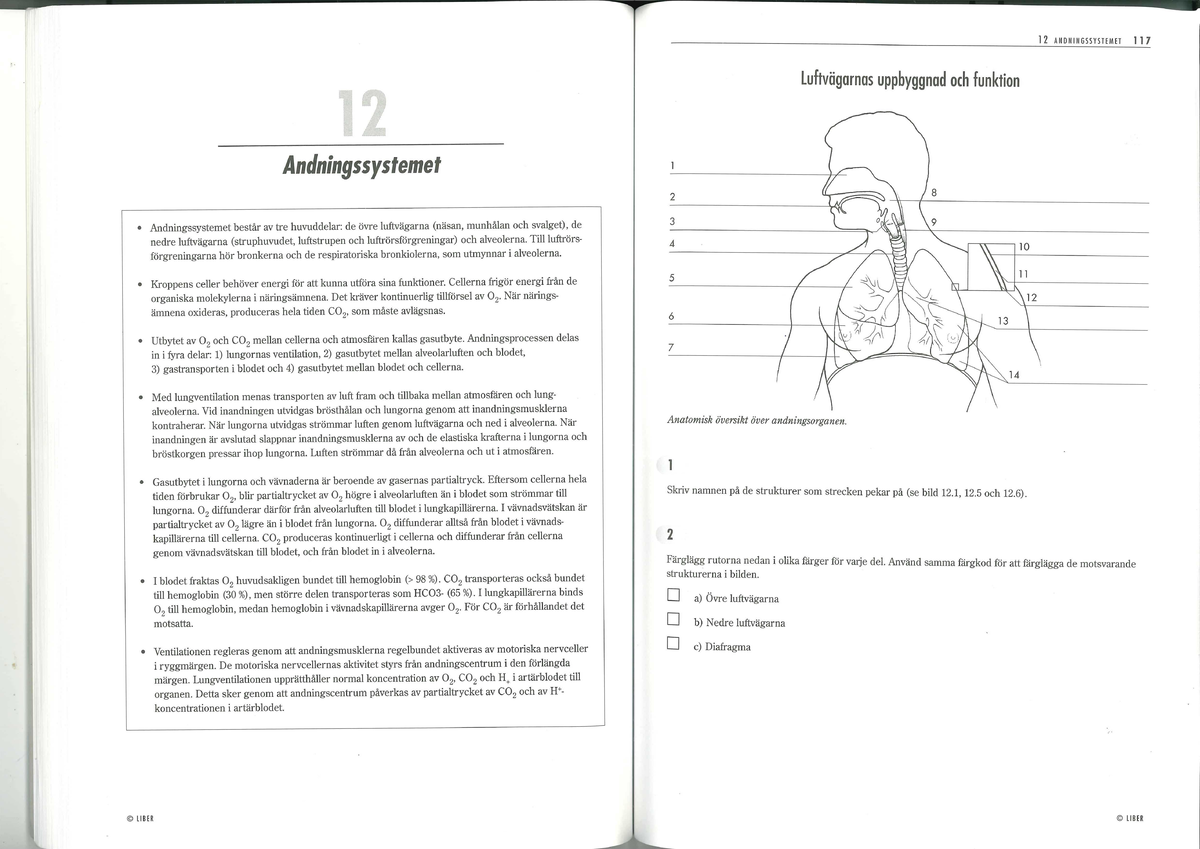 Andningssystemet - Uppgifter och Övningar för Studenter - Studocu