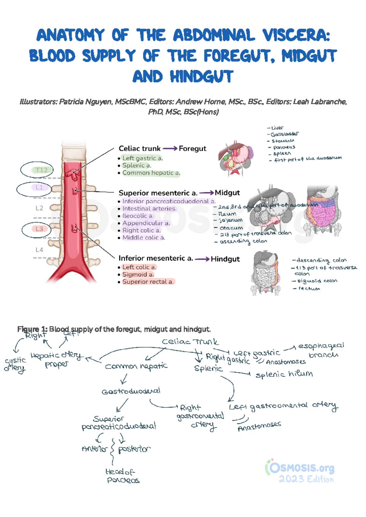 Anatomy of the abdominal viscera Blood supply - ANATOMY OF THE ...