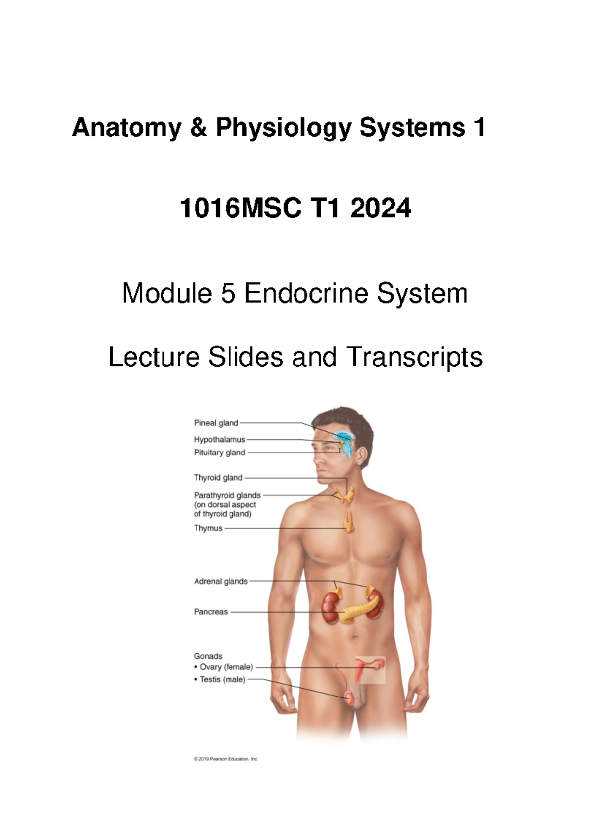 1016MSC T1 2024 Module 5 Endocrine System Lecture Slides Transcripts ...