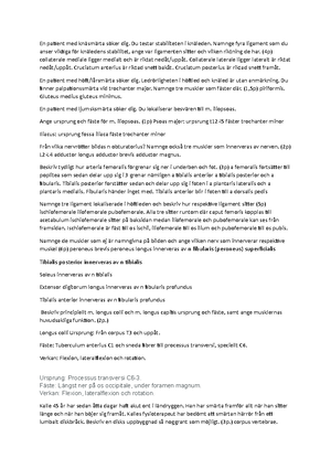 Anatomi II - Alla muskler, leder och skelettdelar - Anatomi II Nedre ...