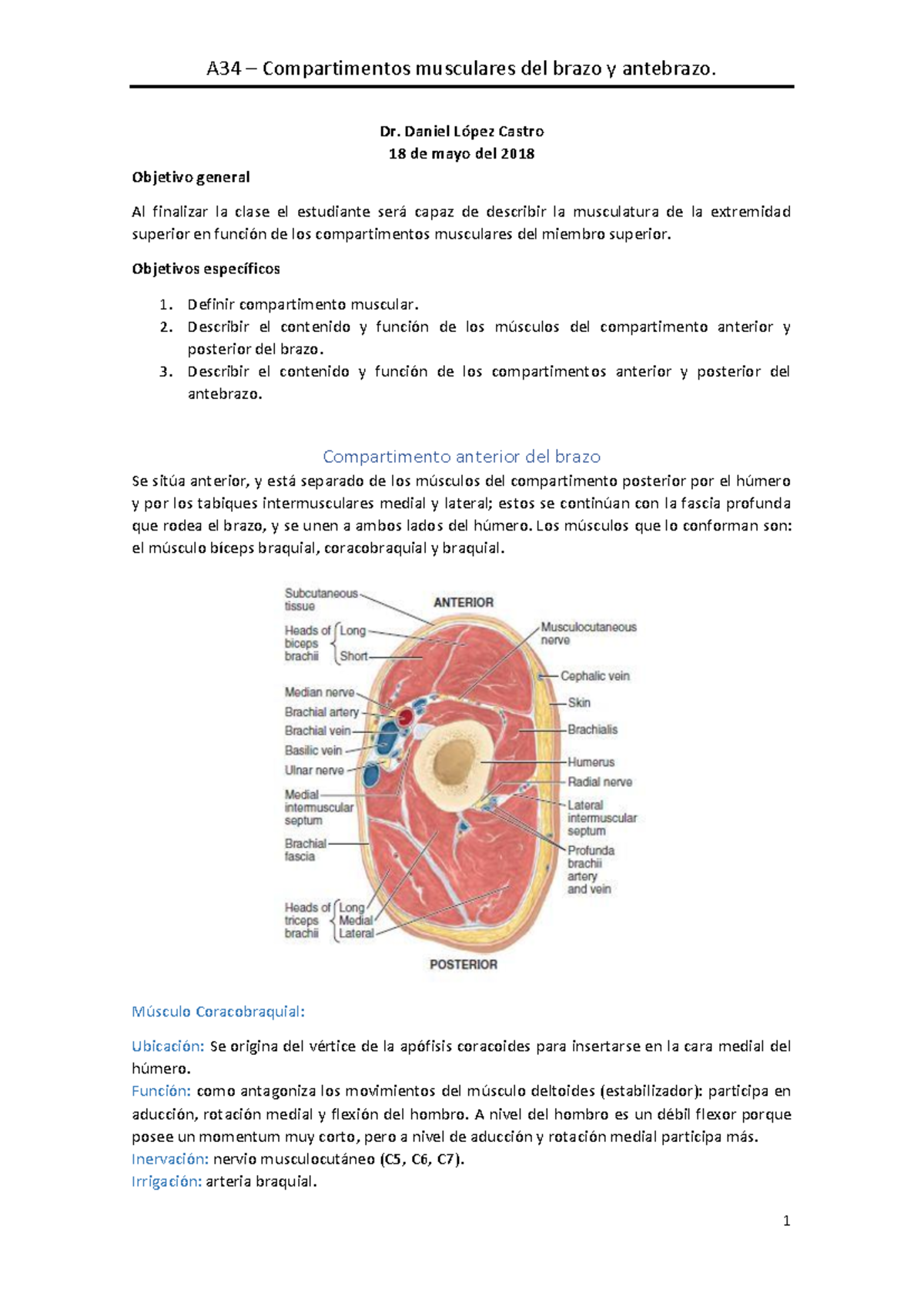 A34 - Compartimentos Musculares del Brazo y Antebrazo - Notas de Clase ...