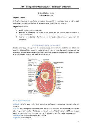 A41- Compartimentos musculares miembro inferior, Región cinturón ...