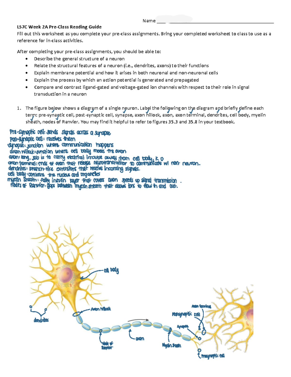 LS7C Week 2A Neuron Structure & Function Reading Guide - Studocu