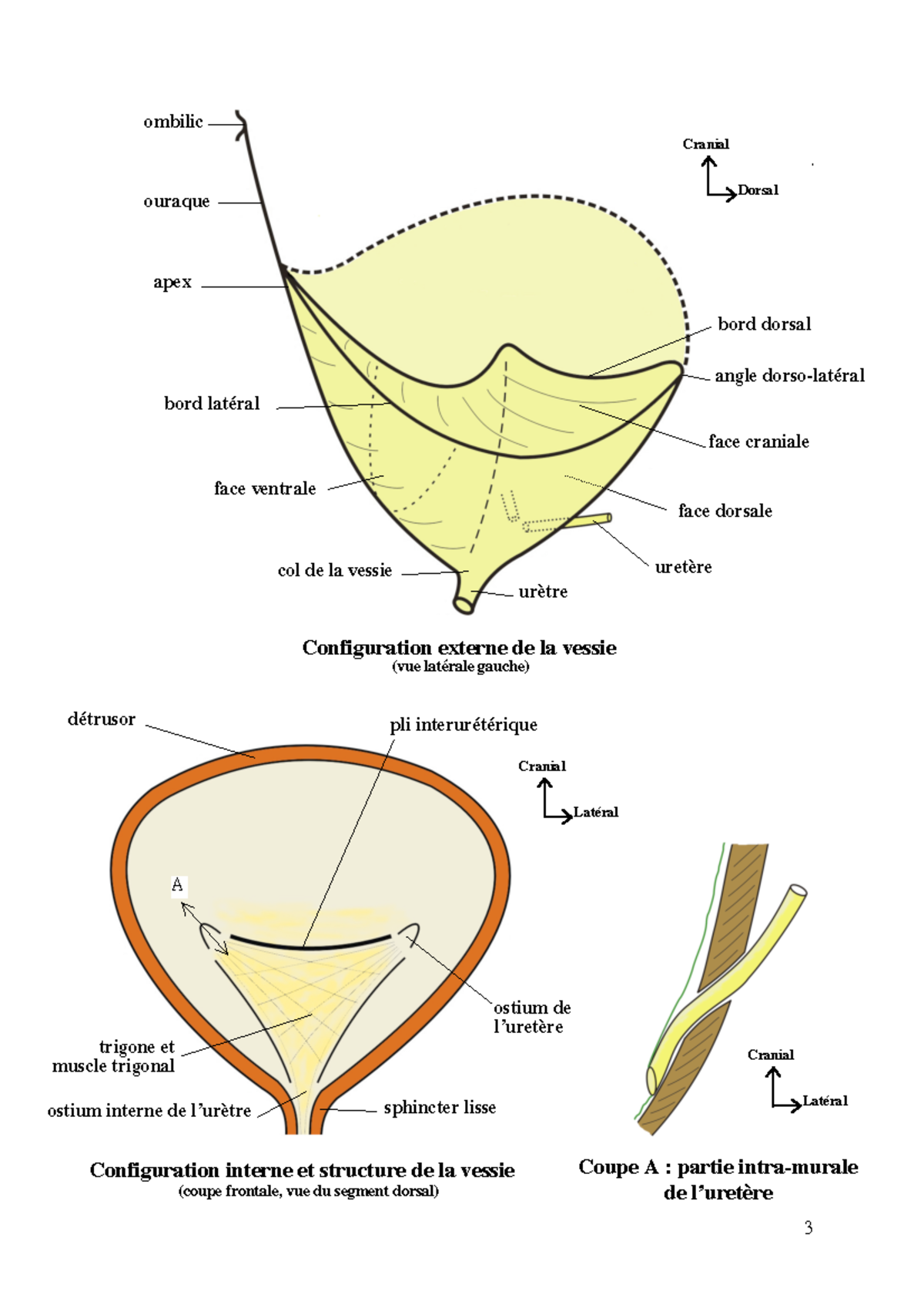 Schémas et Configurations de la Vessie Uretre - Anatomie et Structure ...