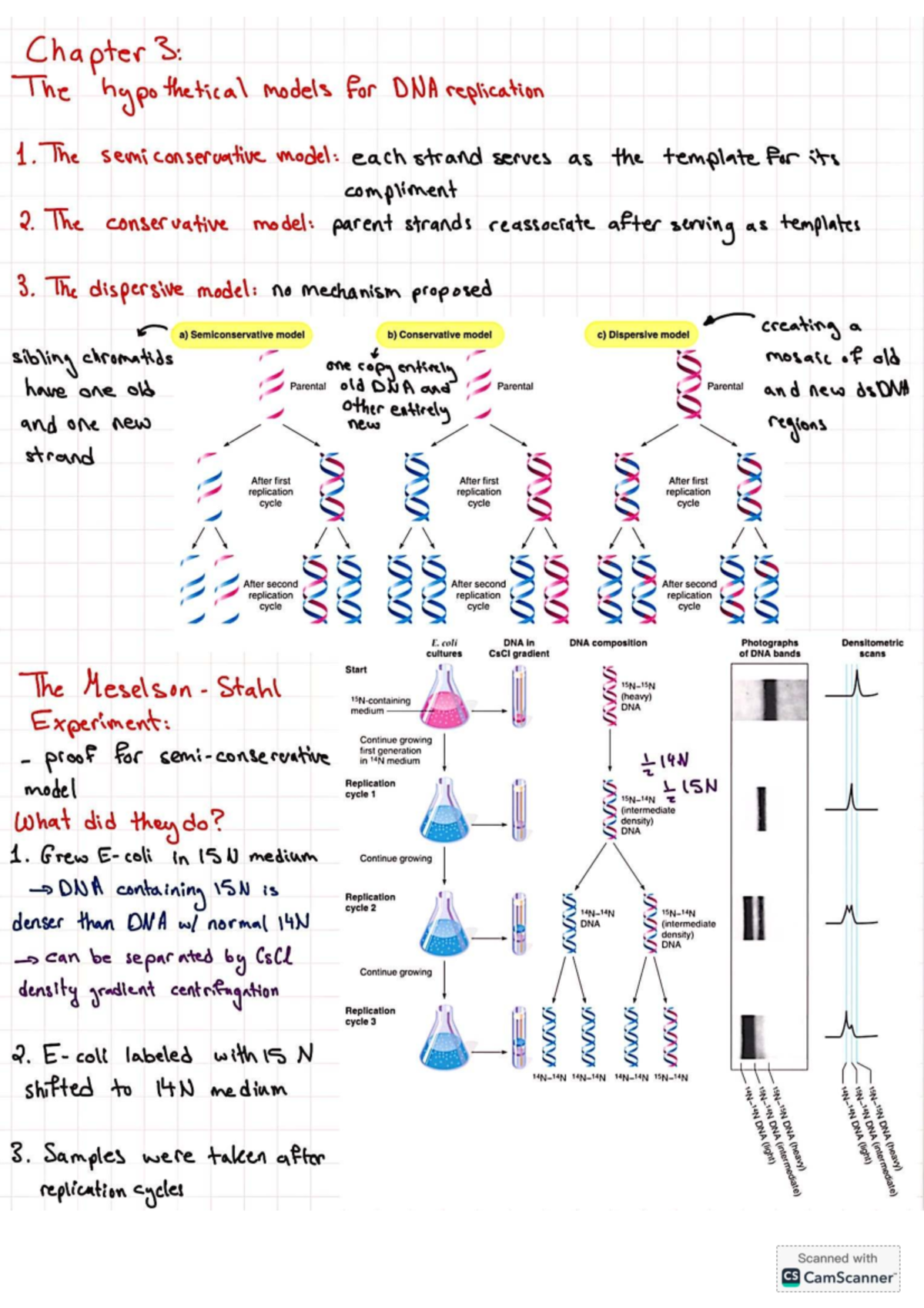 Chapter 3: Models of DNA Replication in E. coli - Studocu