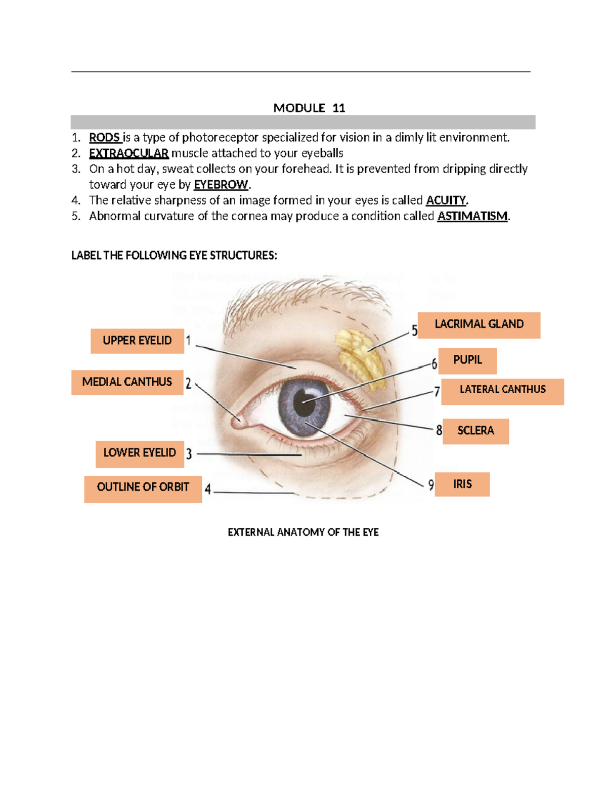 Anaphy Sense - Organ: Eye Structure & Function (Module 11) - Studocu