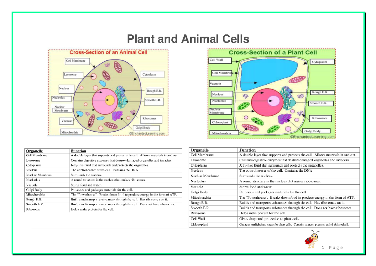 2Summary plant & animal cells with organelles - Plant and Animal Cells ...