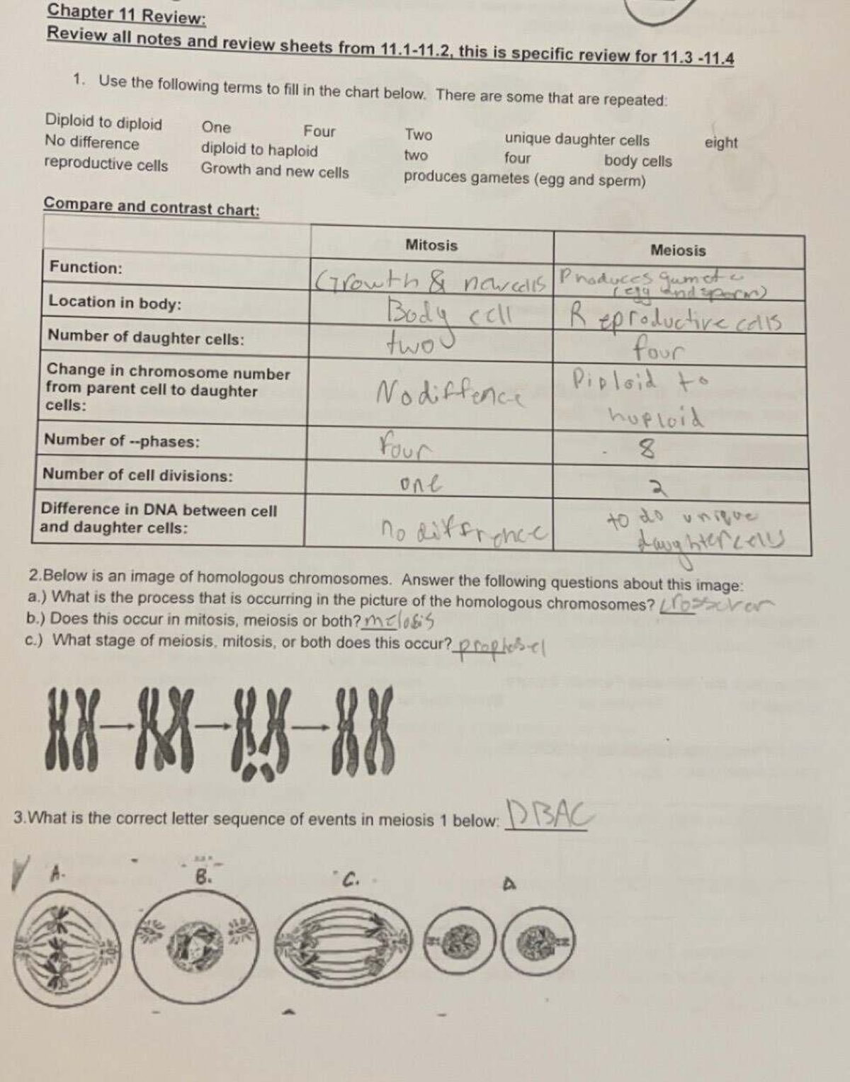 Chapter 11 Review: Mitosis vs Meiosis Notes for Biology 101 - Studocu