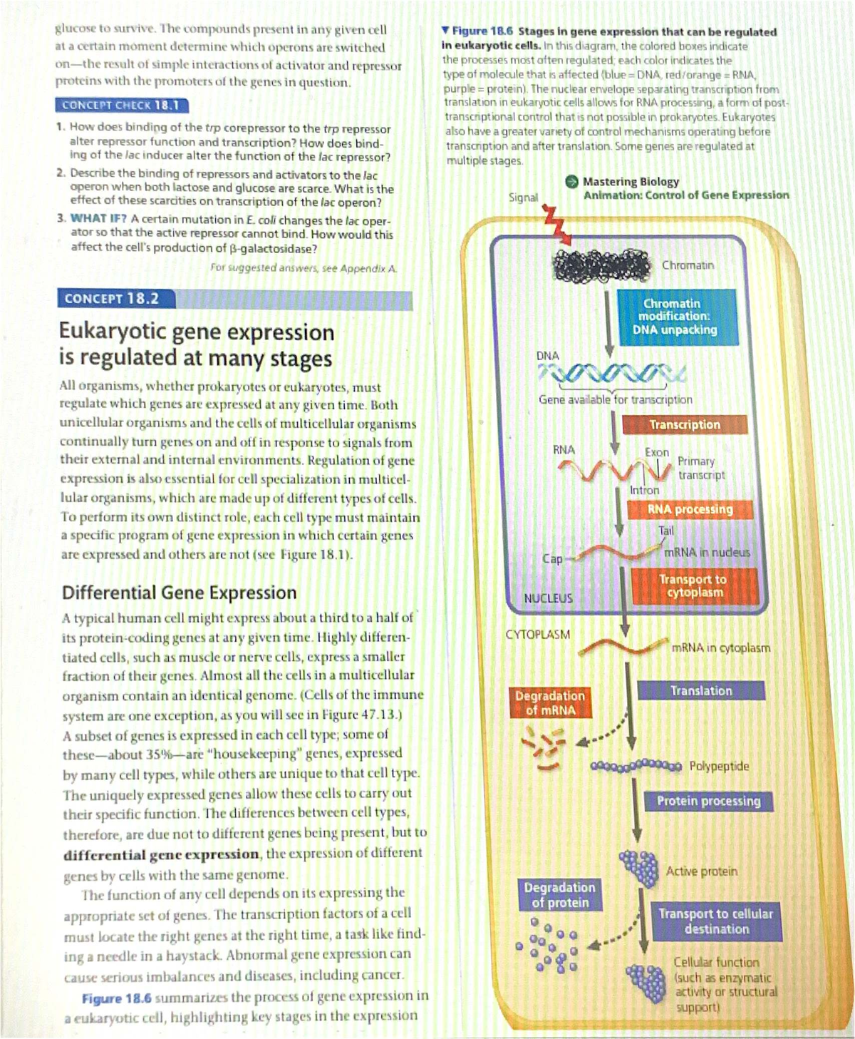 Gene Expression and Regulation: Mastering Biology Chapters 18.2-19.4 ...