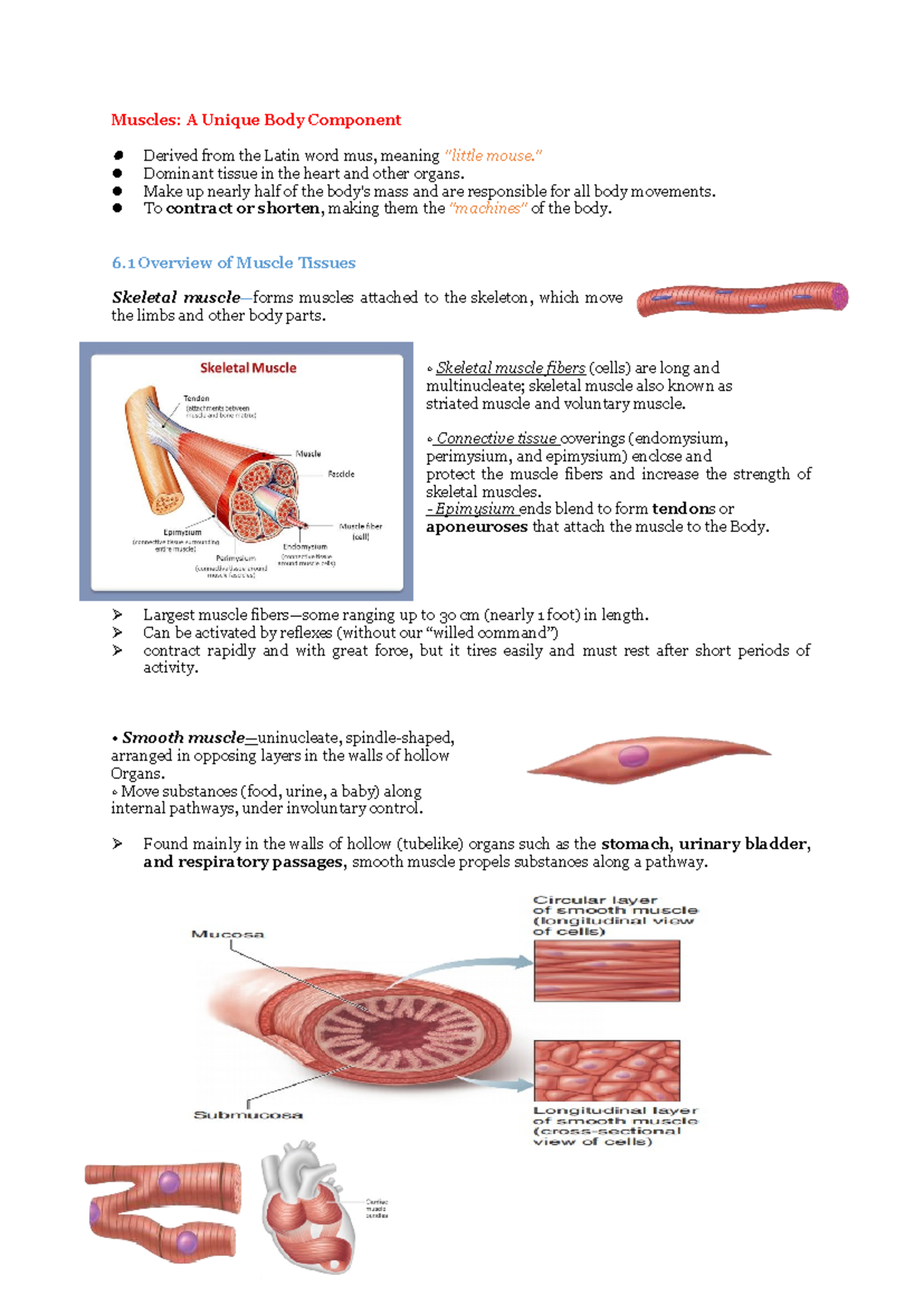 Chapter 06 Anaphy - Muscular System Overview and Functions - Studocu