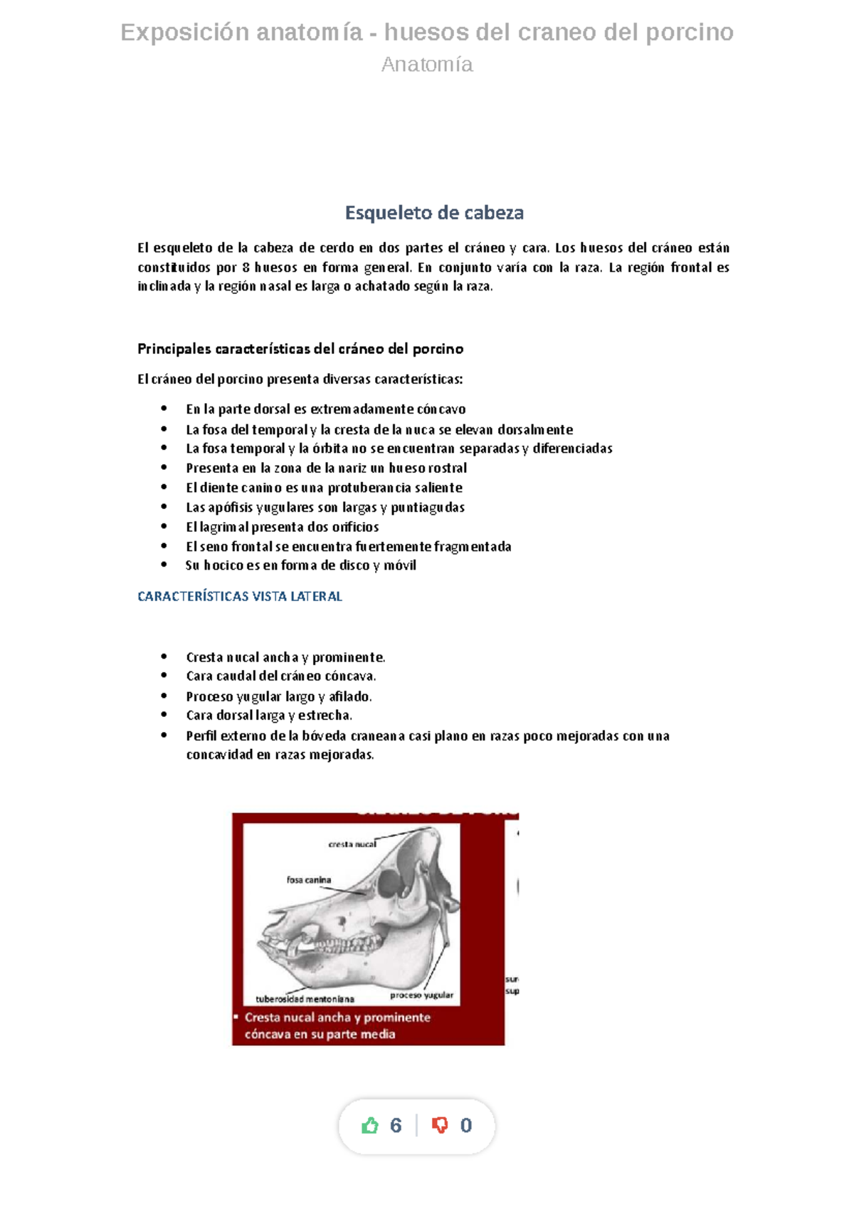 Exposición Final: Anatomía de los Huesos del Cráneo del Porcino - Studocu