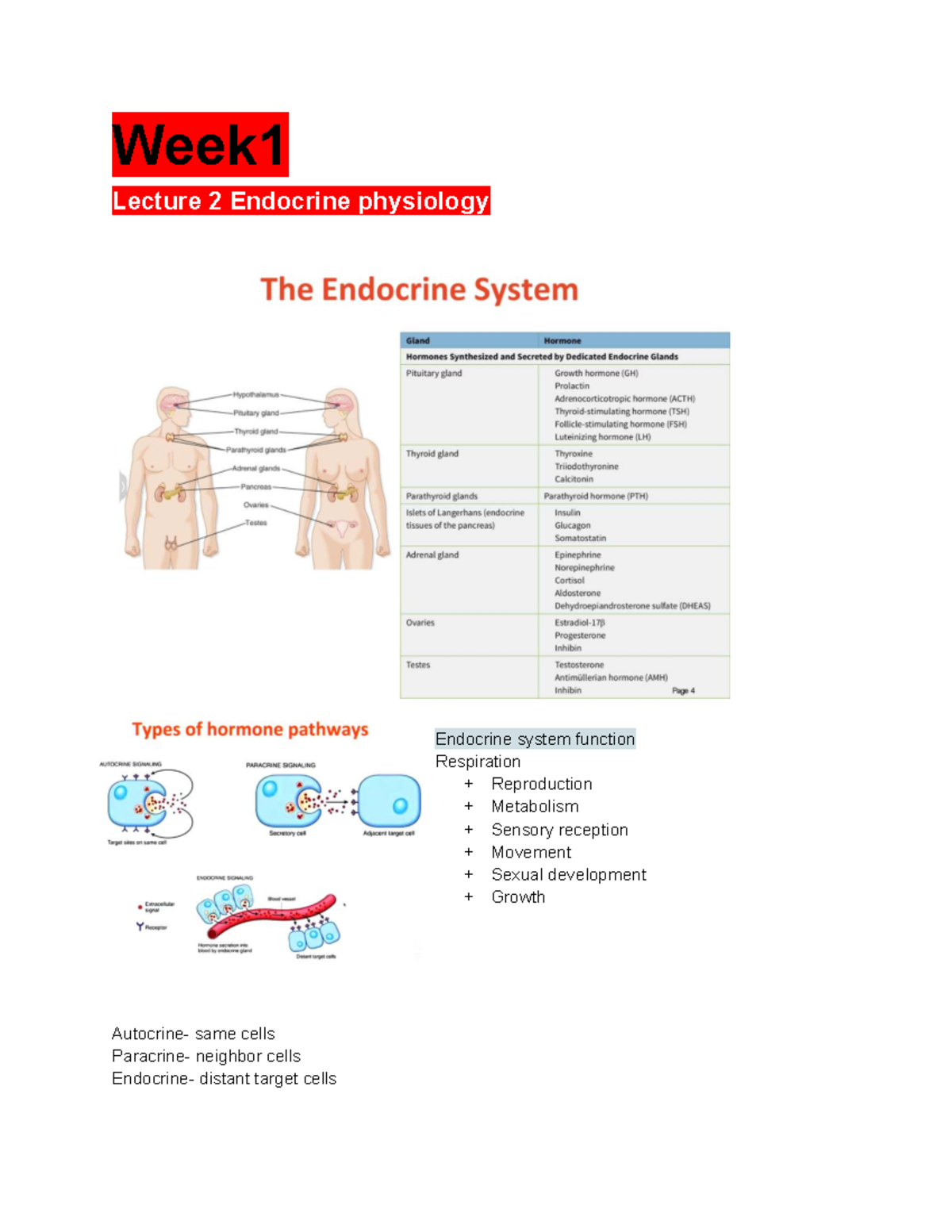 Physio 2001: Week 1 Lecture on Endocrine Physiology and Functions - Studocu
