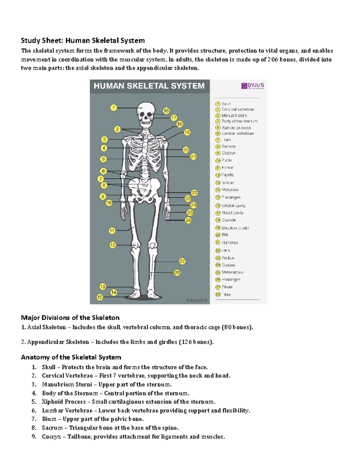 Skeletal System Study Sheet: Key Concepts and Functions - Studocu
