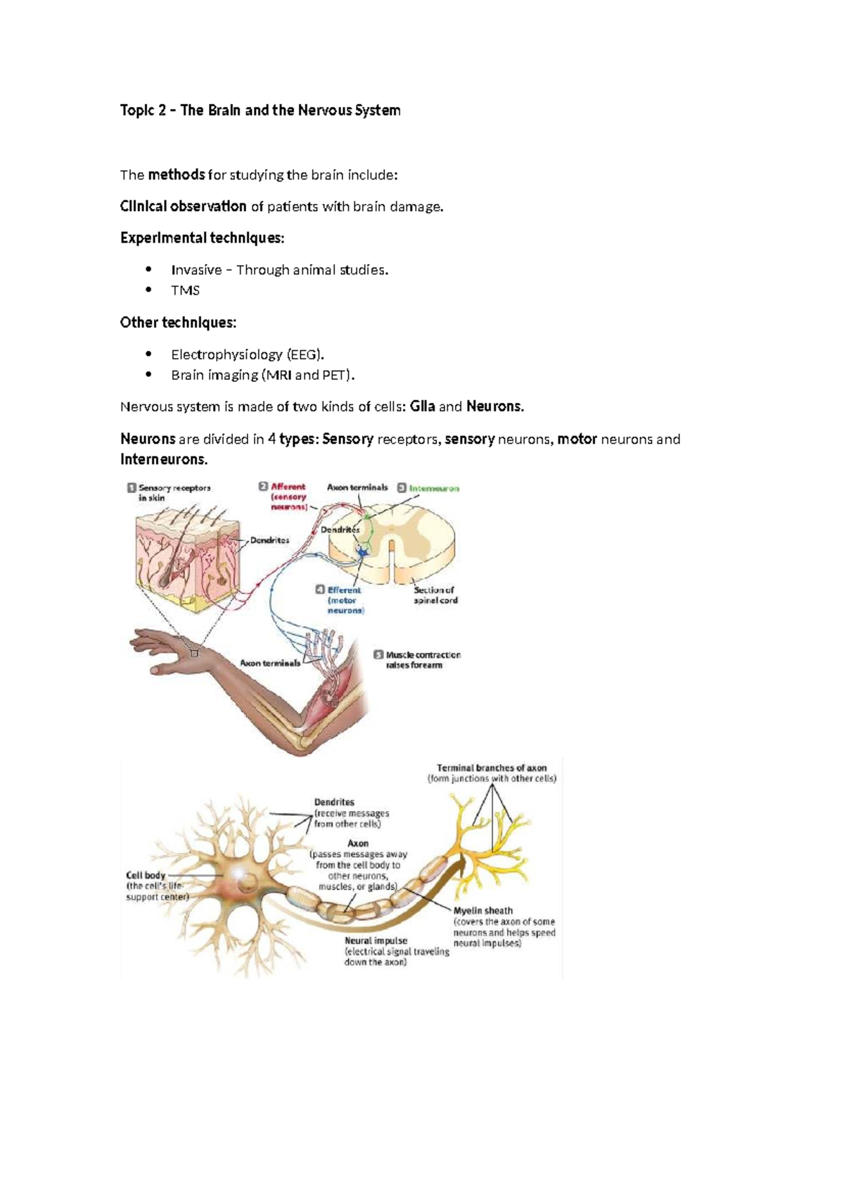Topic 2 - The Brain & Nervous System: Structure, Function & Techniques ...