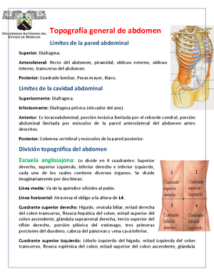 Conducto Inguinal: Estructura y Contenido en Hombres y Mujeres - Studocu
